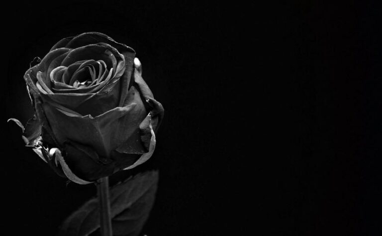 Black Roses Meaning: Rare Beauty Or Nature’s Mystery?