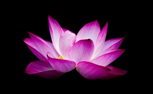 7 Flowers That Symbolize Strength And Resilience
