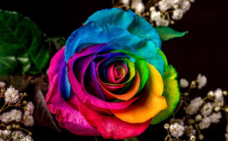Rose Color Meanings: Decode The Powerful Language Of Love!