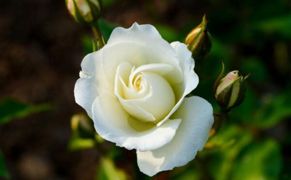 White Rose Symbolism: Pure Love And Powerful Hope