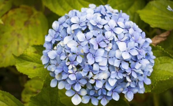 7 Incredible Hydrangea Facts That Inspire Wonder